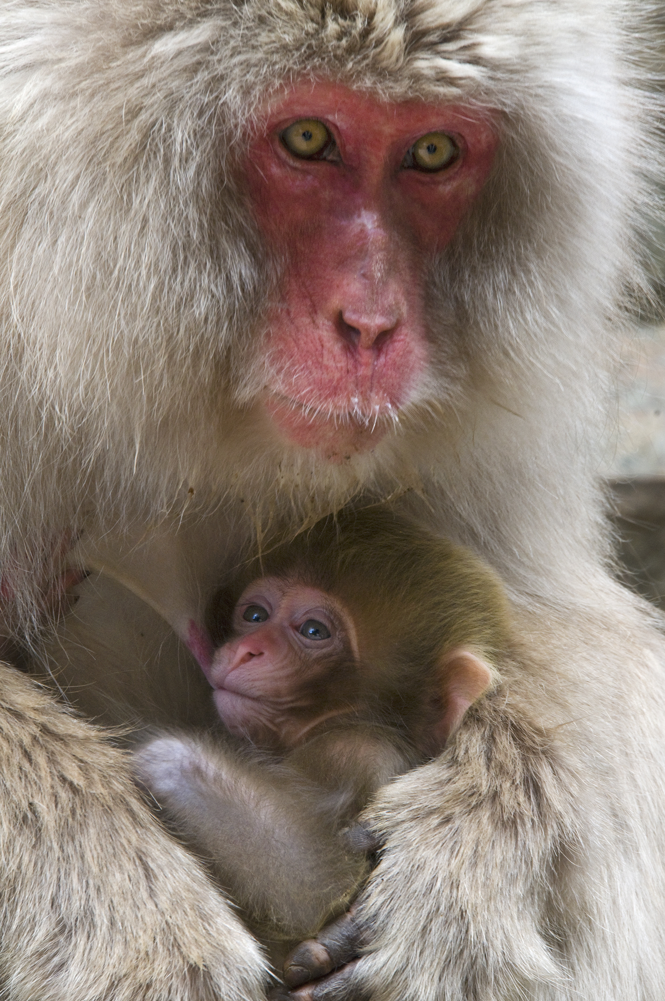 Snow Monkey Mother and Baby | Shutterbug